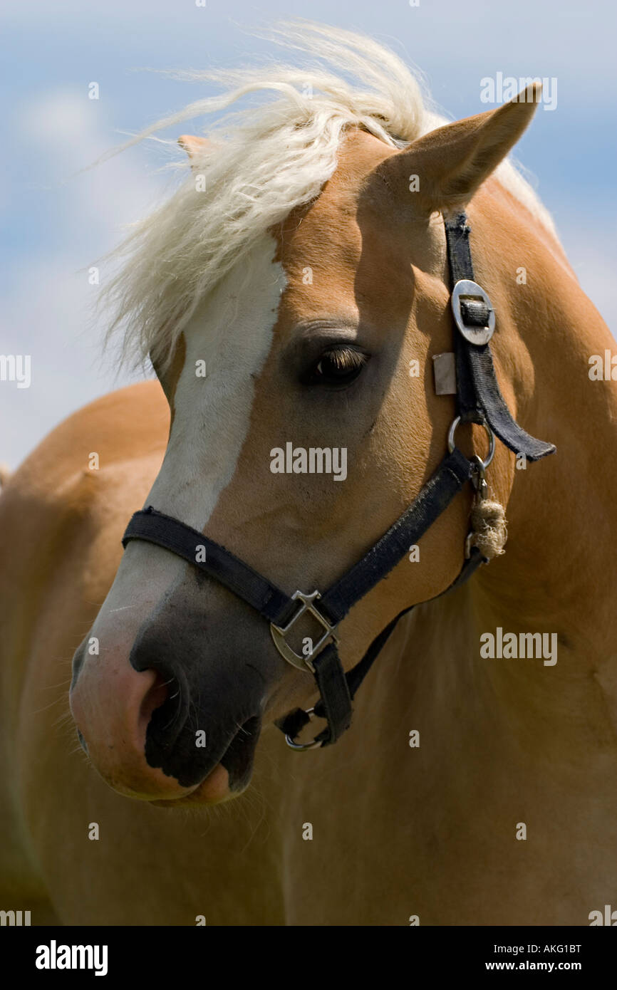Haflinger pferde auf der alp -Fotos und -Bildmaterial in hoher Auflösung – Alamy