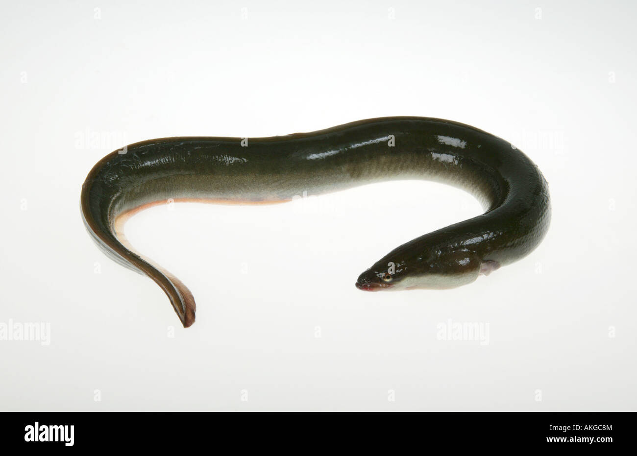 Eel sargasso -Fotos und -Bildmaterial in hoher Auflösung – Alamy