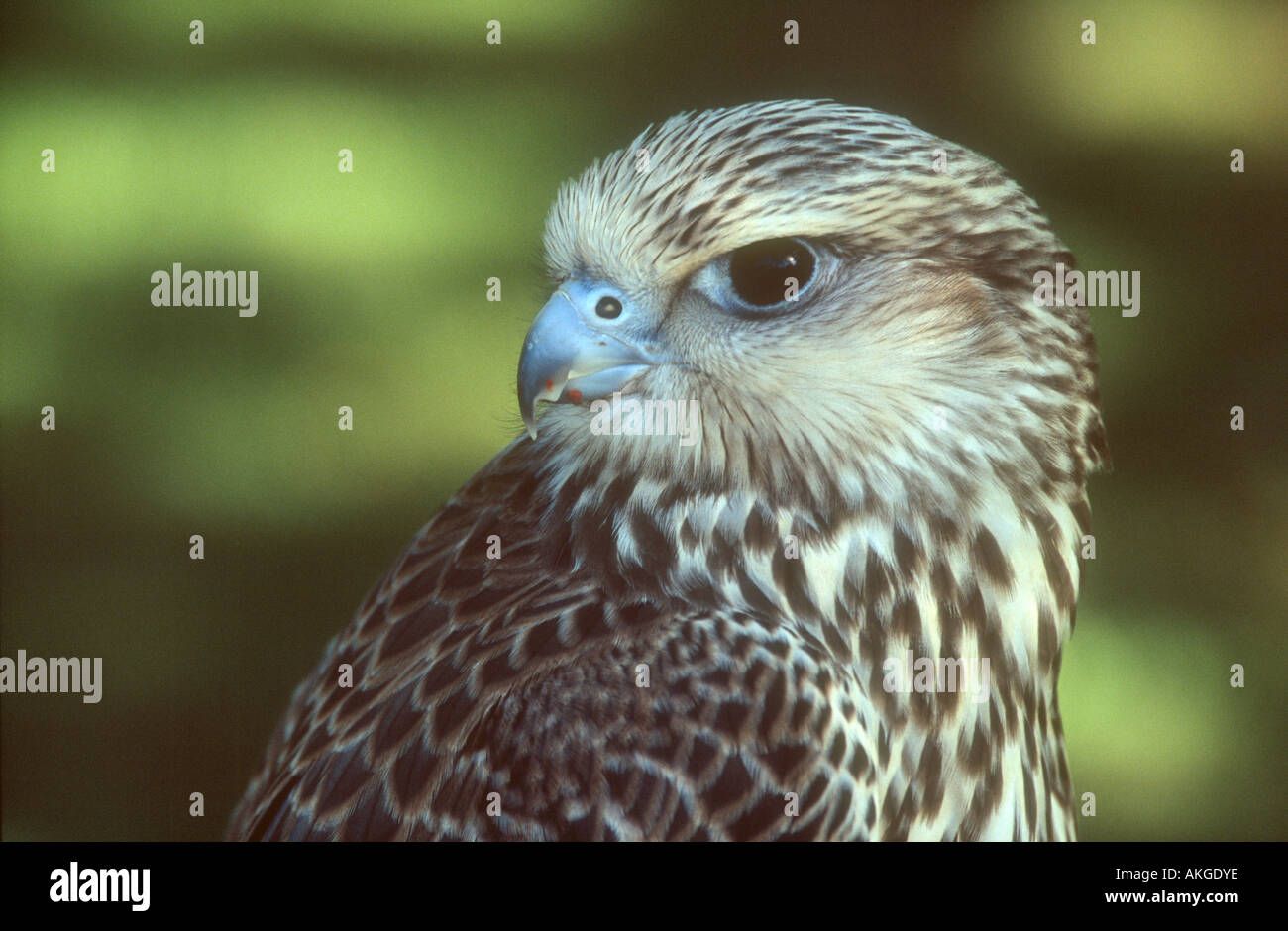 Falken arten -Fotos und -Bildmaterial in hoher Auflösung – Alamy
