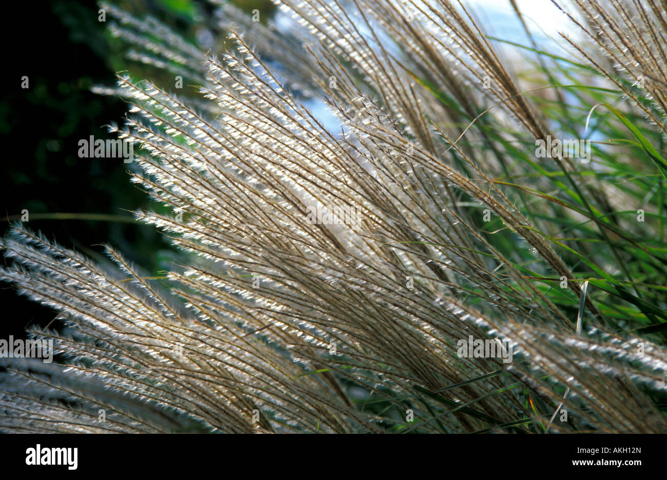 Miscanthus sinensis rotsilber -Fotos und -Bildmaterial in hoher ...