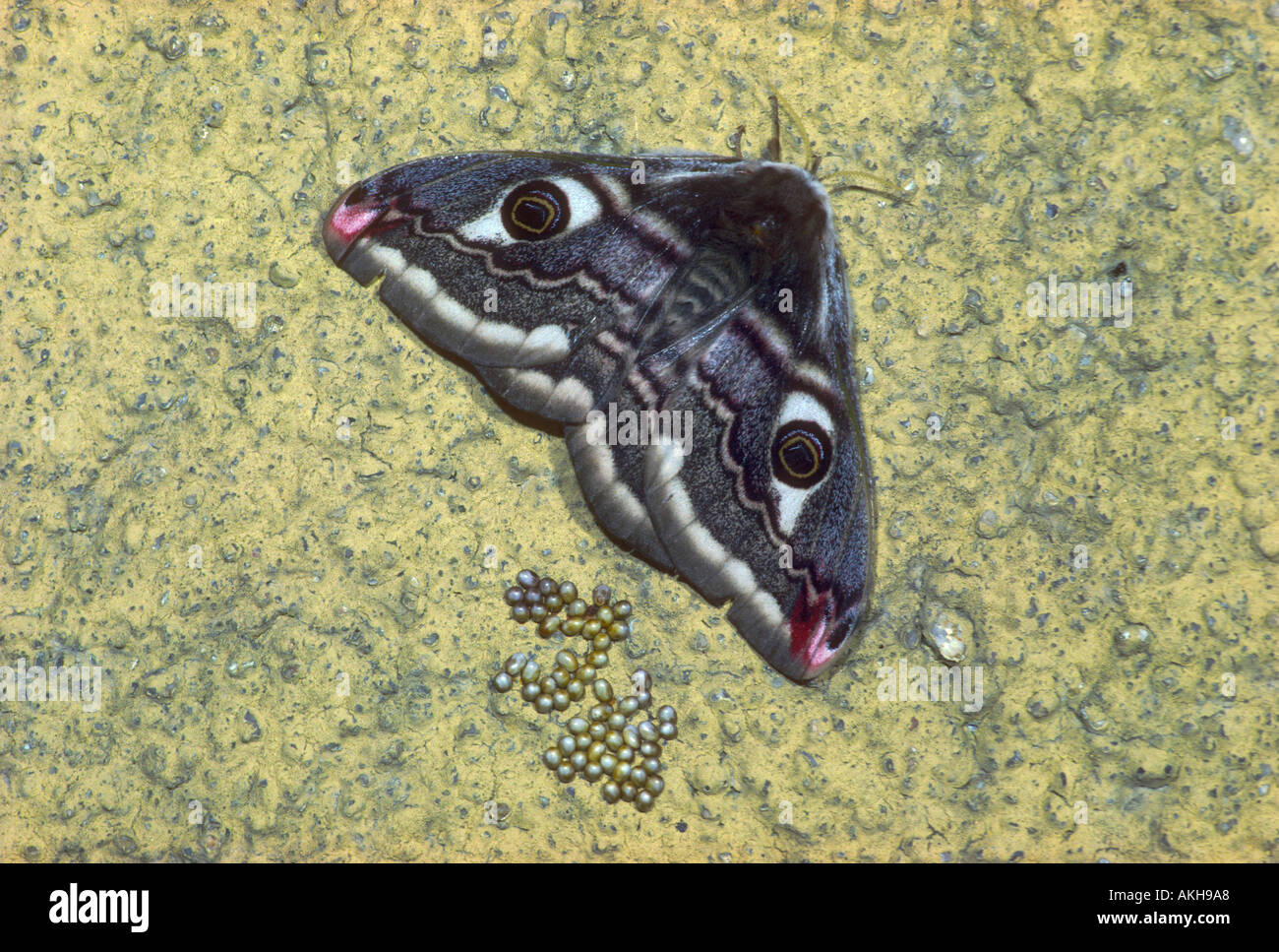 Weibliche motte, die eier legt -Fotos und -Bildmaterial in hoher ...