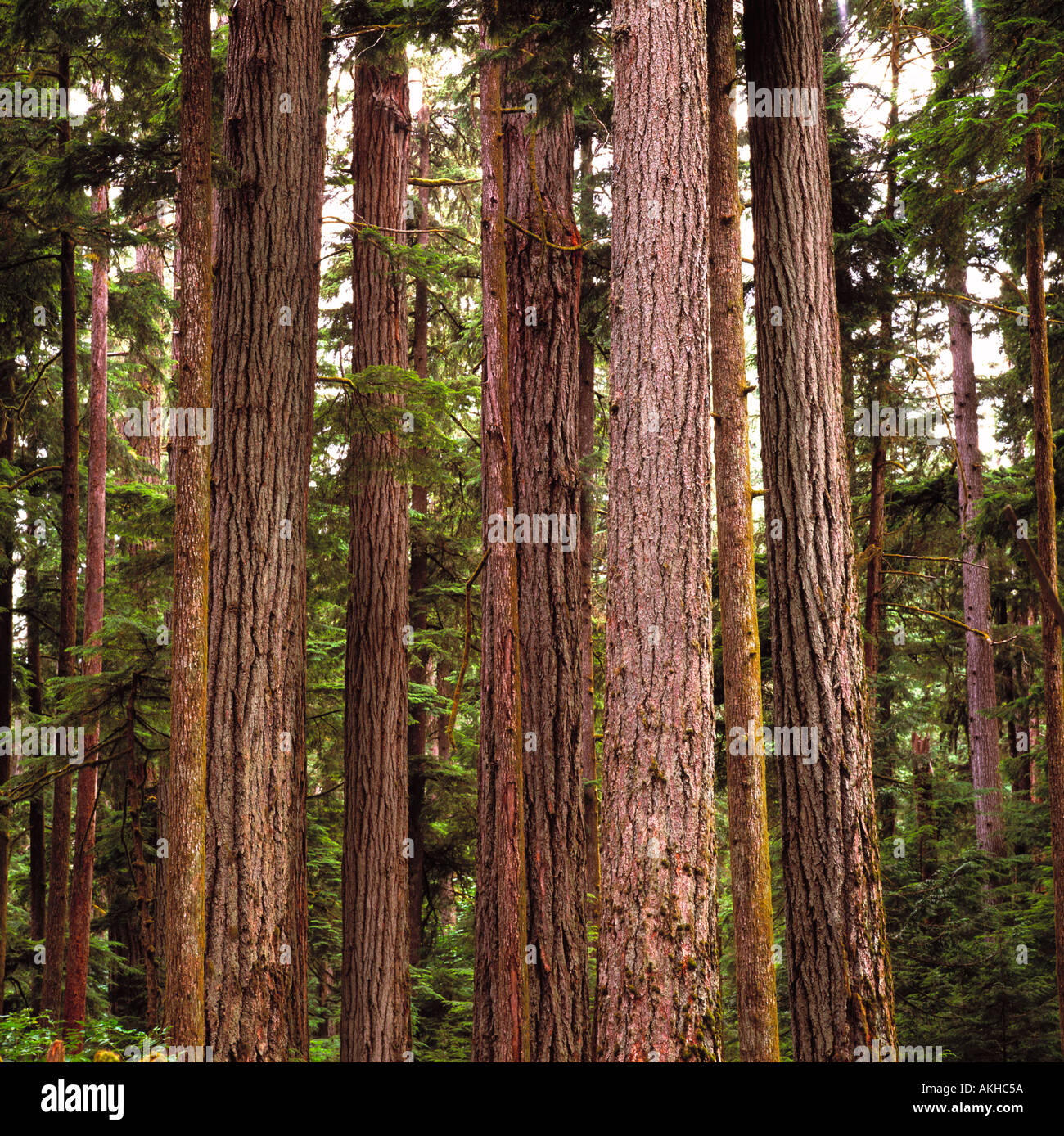 Douglasien (Pseudotsuga Menziesii) wachsen im Cathedral Grove - eine ...