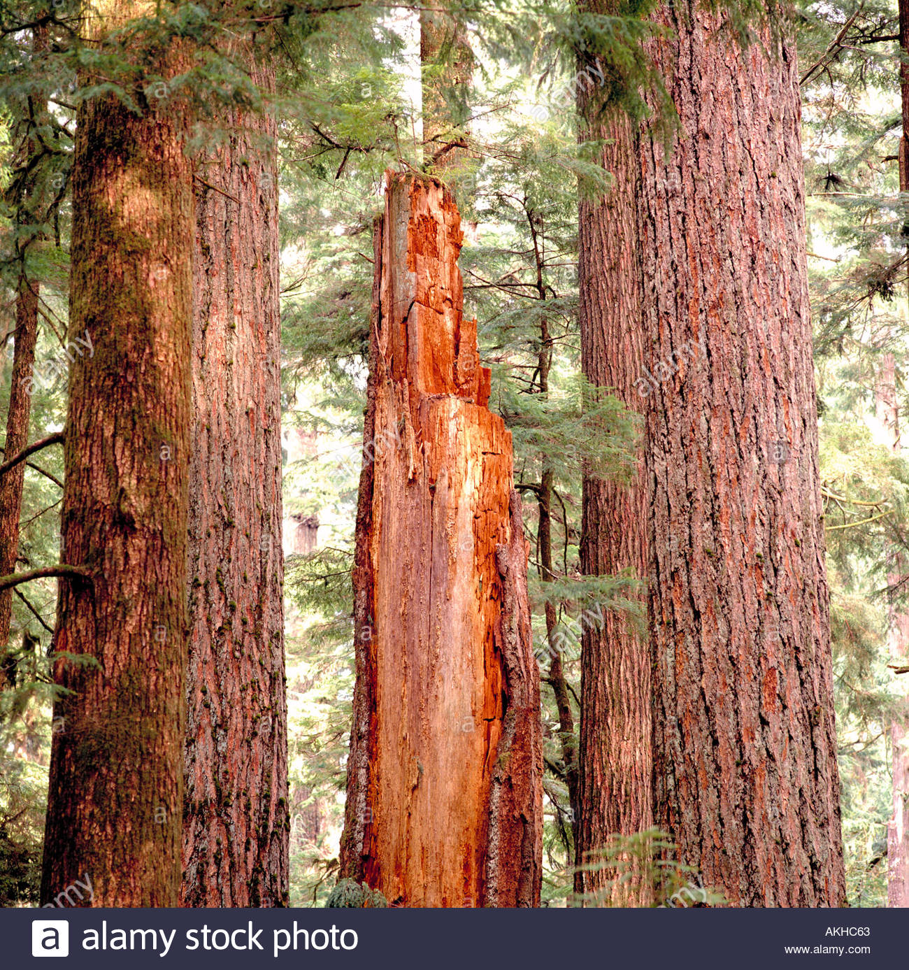 Douglasien (Pseudotsuga Menziesii) wachsen im Cathedral Grove - eine ...
