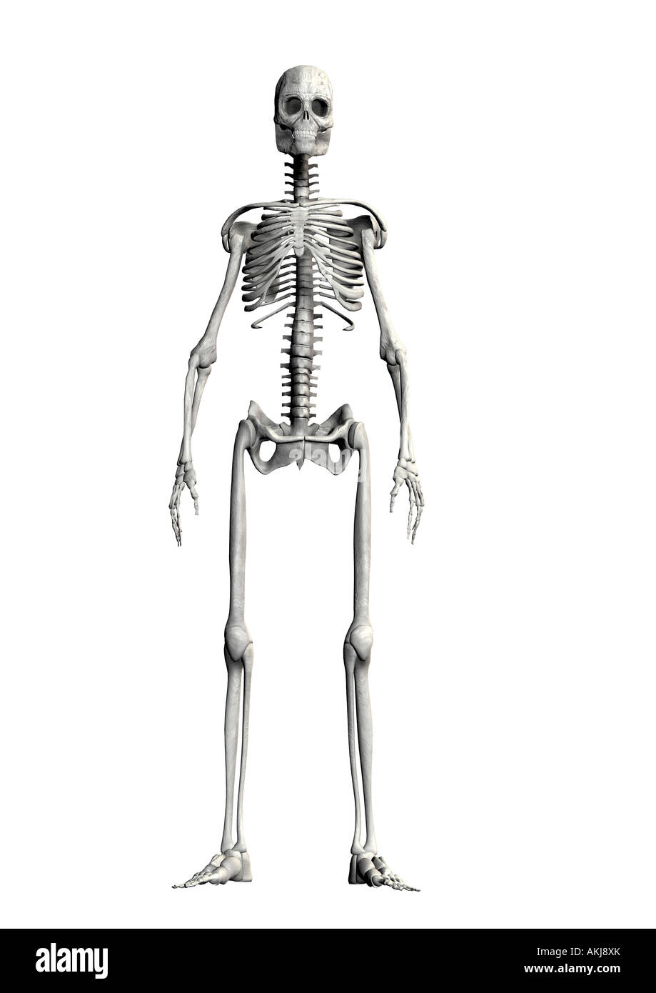 Skelett hinten Ausgeschnittene Stockfotos und -bilder - Alamy