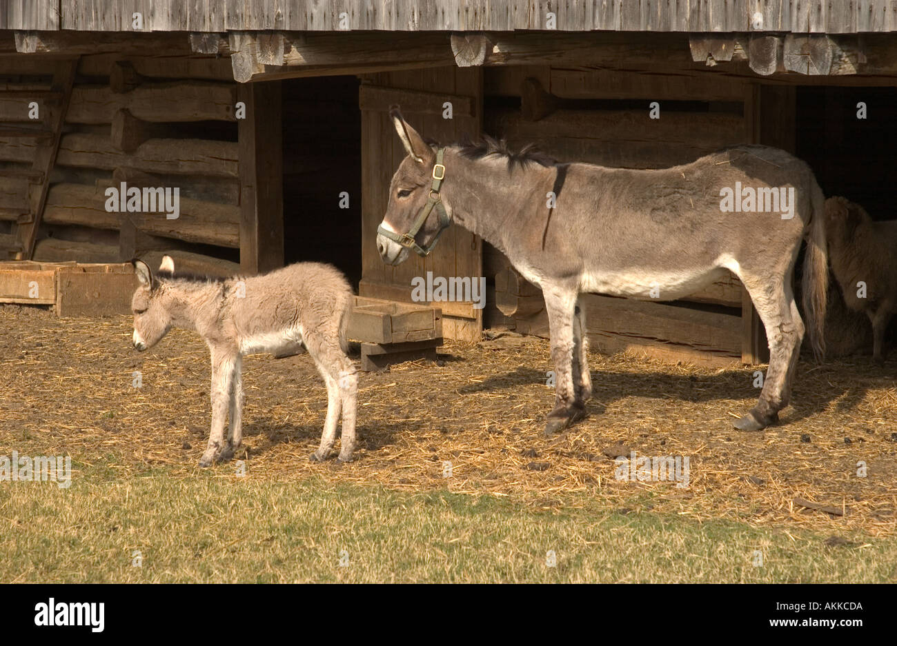 Esel und Baby zusammen bei der Scheune im Ferrum Bauernhofmuseum Ferrum ...