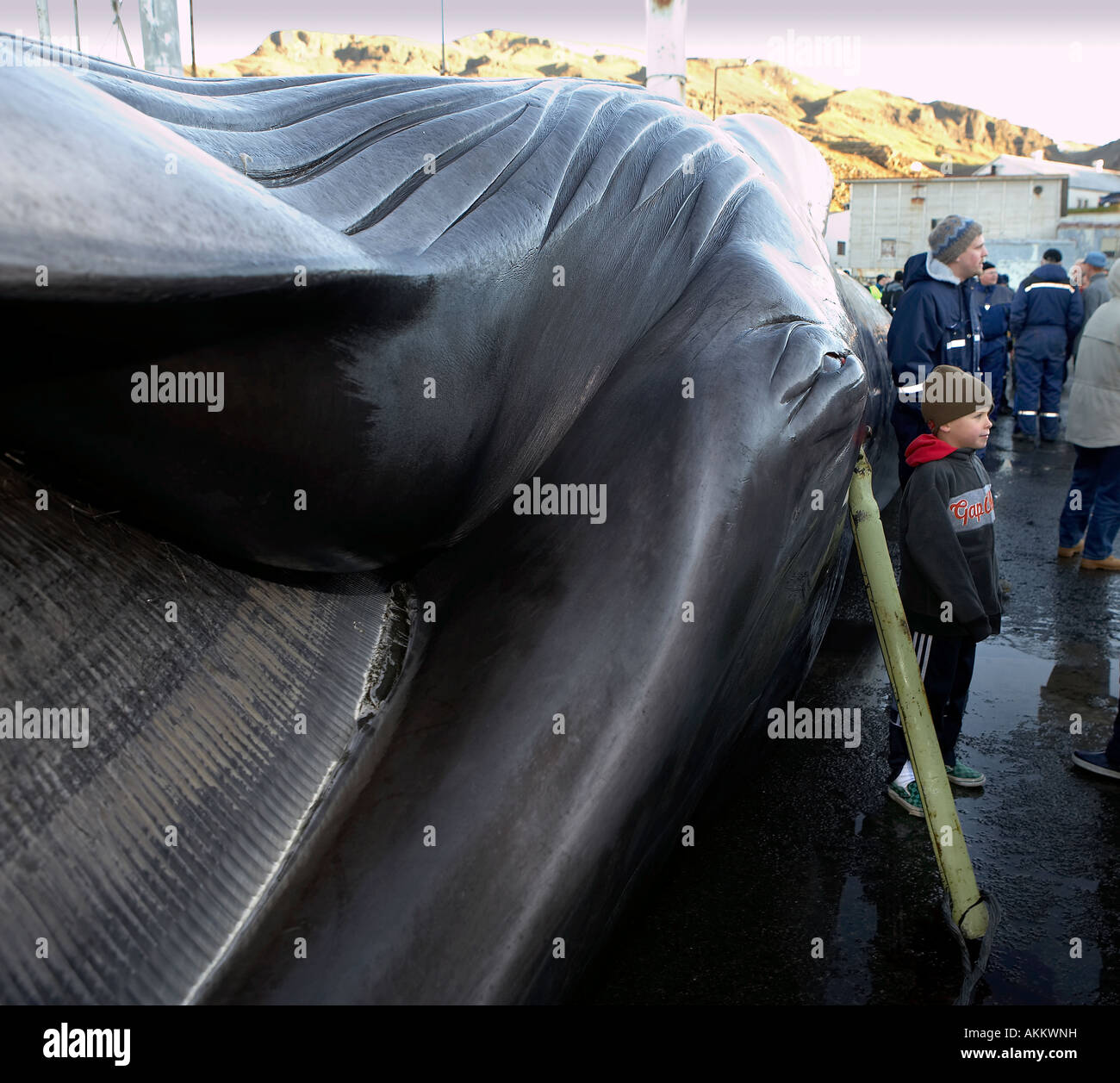 Gejagte Finnwal mit Harpune und Kind Stockfotografie - Alamy