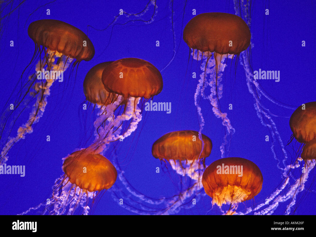 Qualle rot -Fotos und -Bildmaterial in hoher Auflösung – Alamy