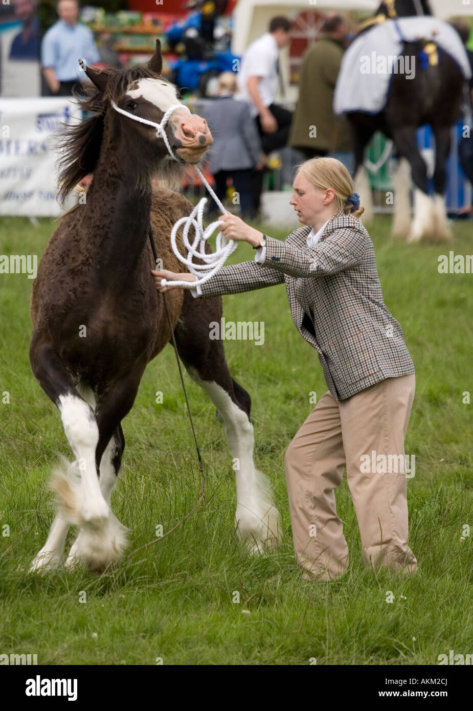 Beurteilung arbeit pferd clydesdale fohlen -Fotos und -Bildmaterial in ...