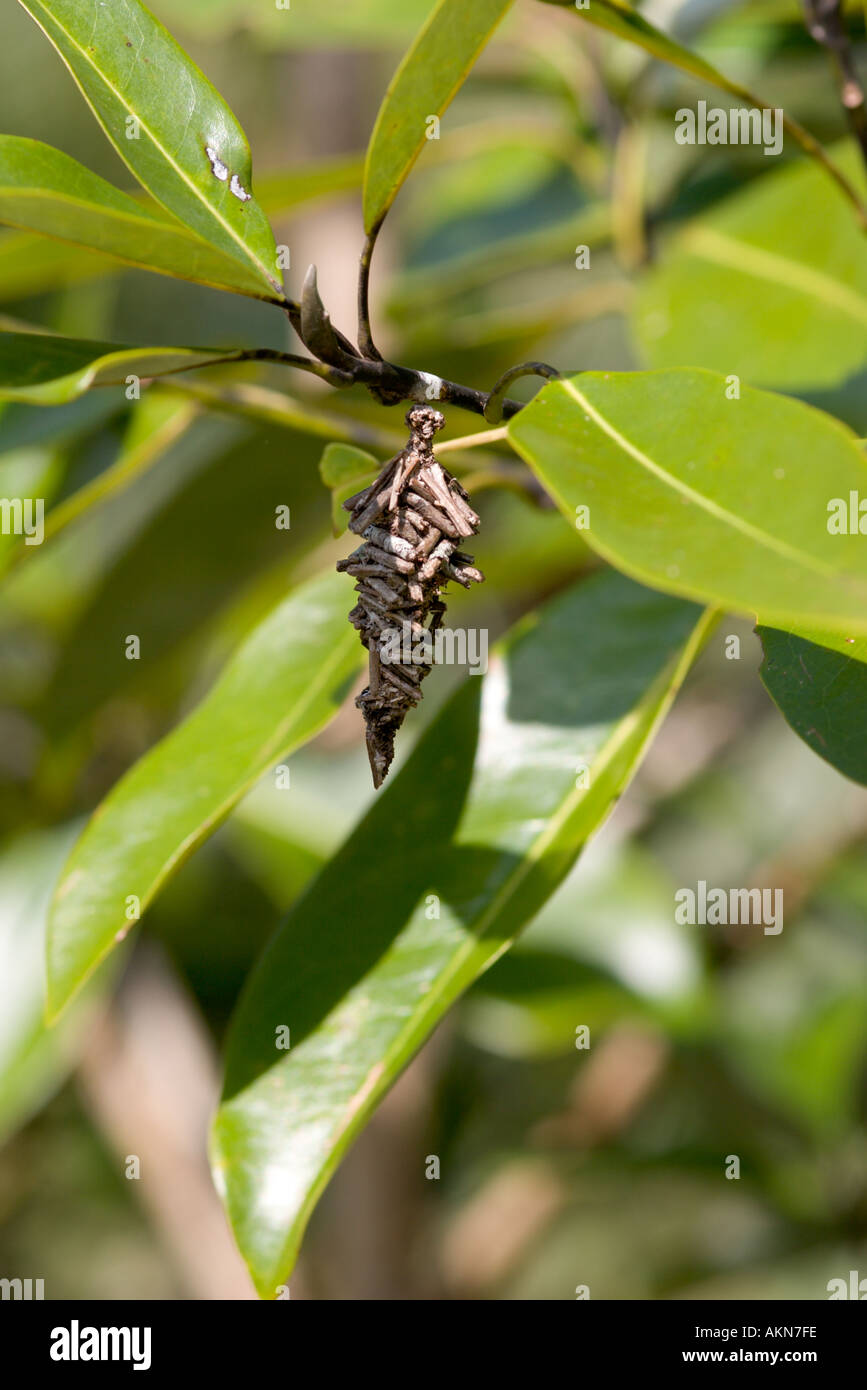 Motte und kokon -Fotos und -Bildmaterial in hoher Auflösung – Alamy