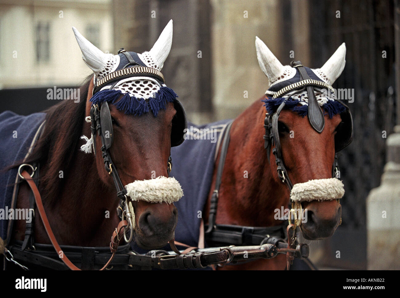 Fiaker pferde -Fotos und -Bildmaterial in hoher Auflösung – Alamy