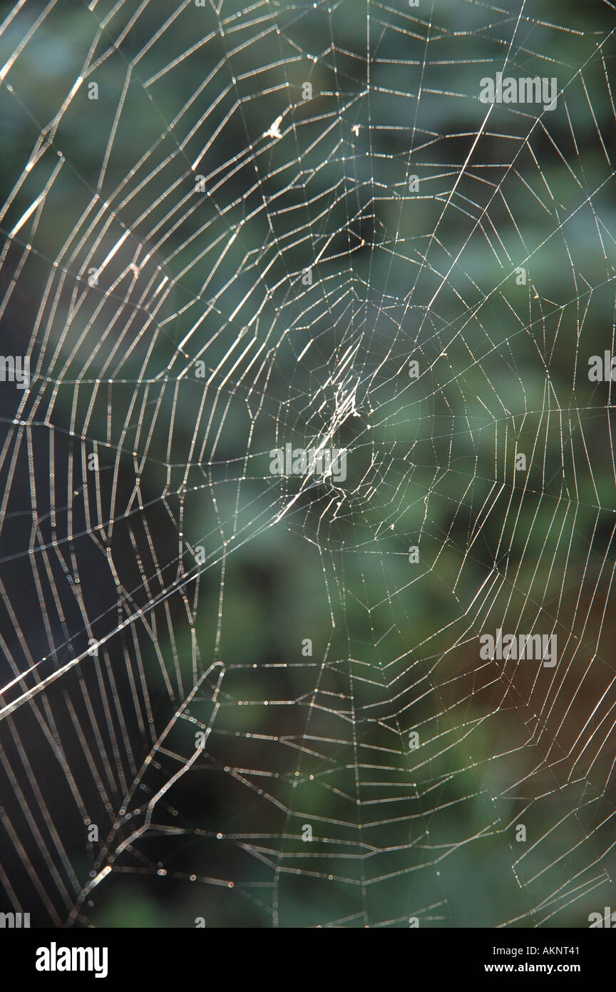Tangle web spinnen -Fotos und -Bildmaterial in hoher Auflösung – Alamy