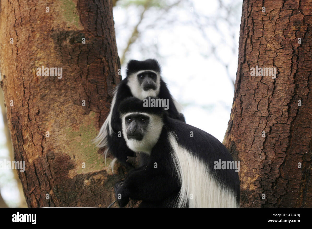 Affe schwarz weiss -Fotos und -Bildmaterial in hoher Auflösung – Alamy