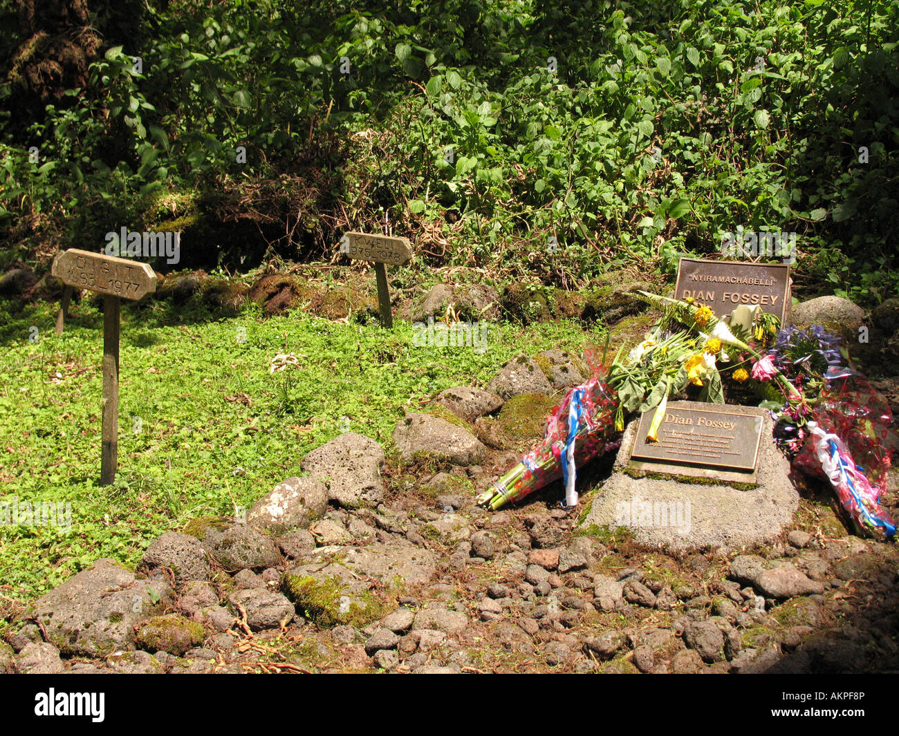 Dian Fossey Stockfotos und -bilder Kaufen - Alamy