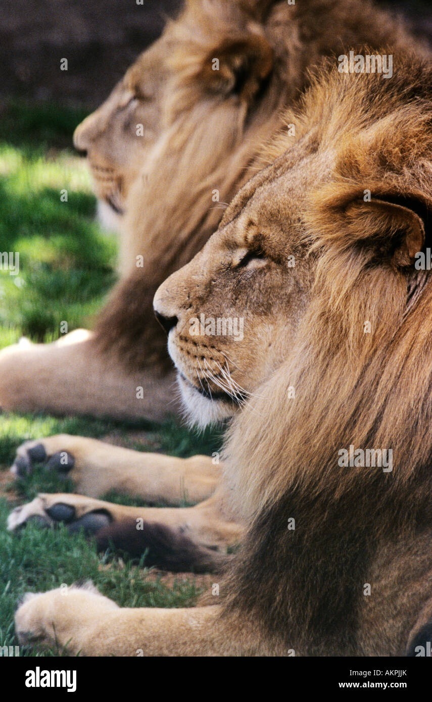 Löwen -Fotos und -Bildmaterial in hoher Auflösung – Alamy
