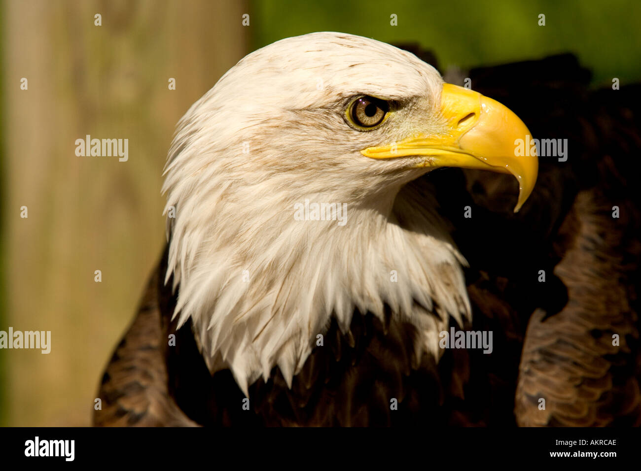 Sam der adler -Fotos und -Bildmaterial in hoher Auflösung – Alamy