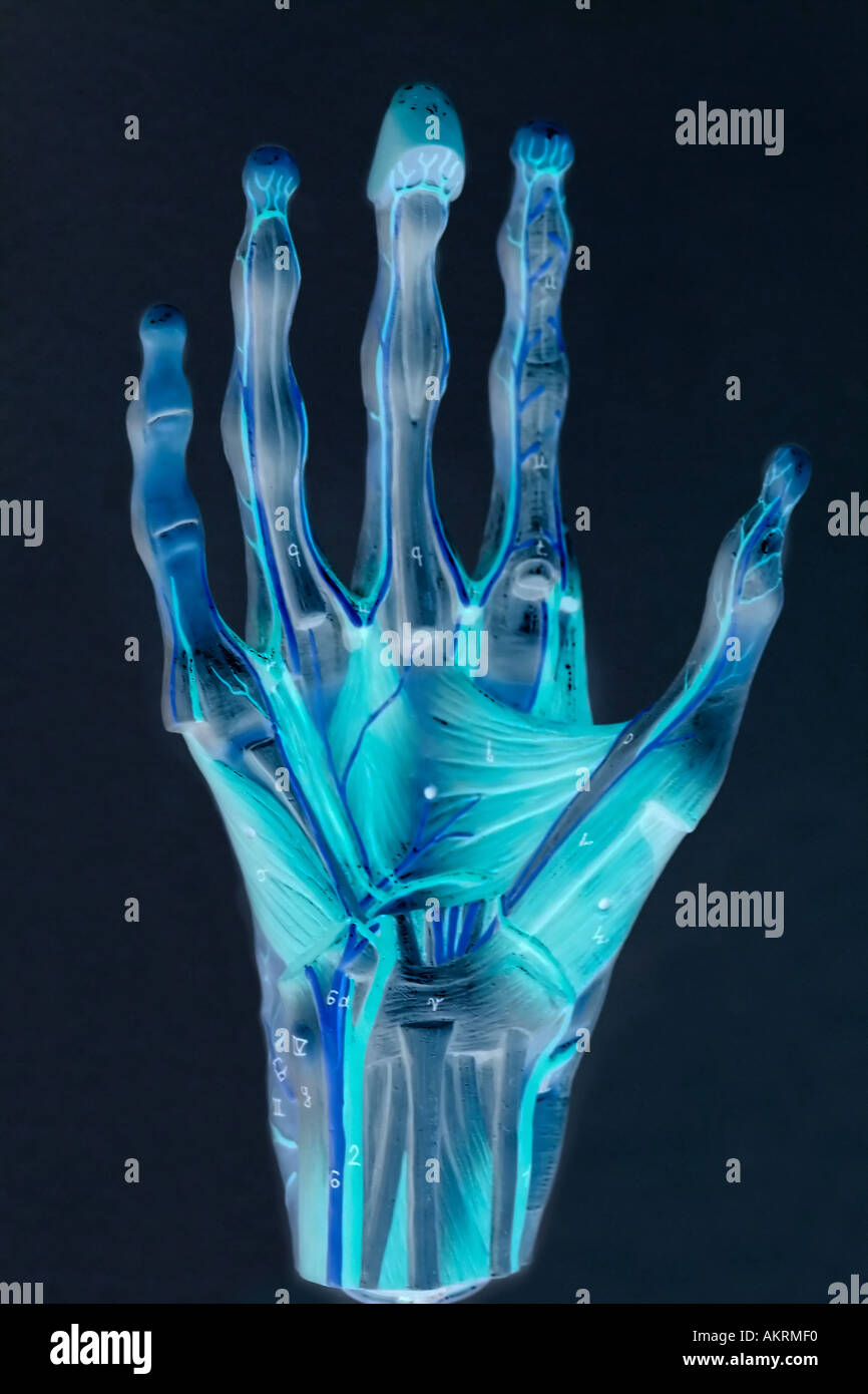 Modell der menschlichen Hand, die aussieht wie ein X-Ray zeigt Muskeln ...