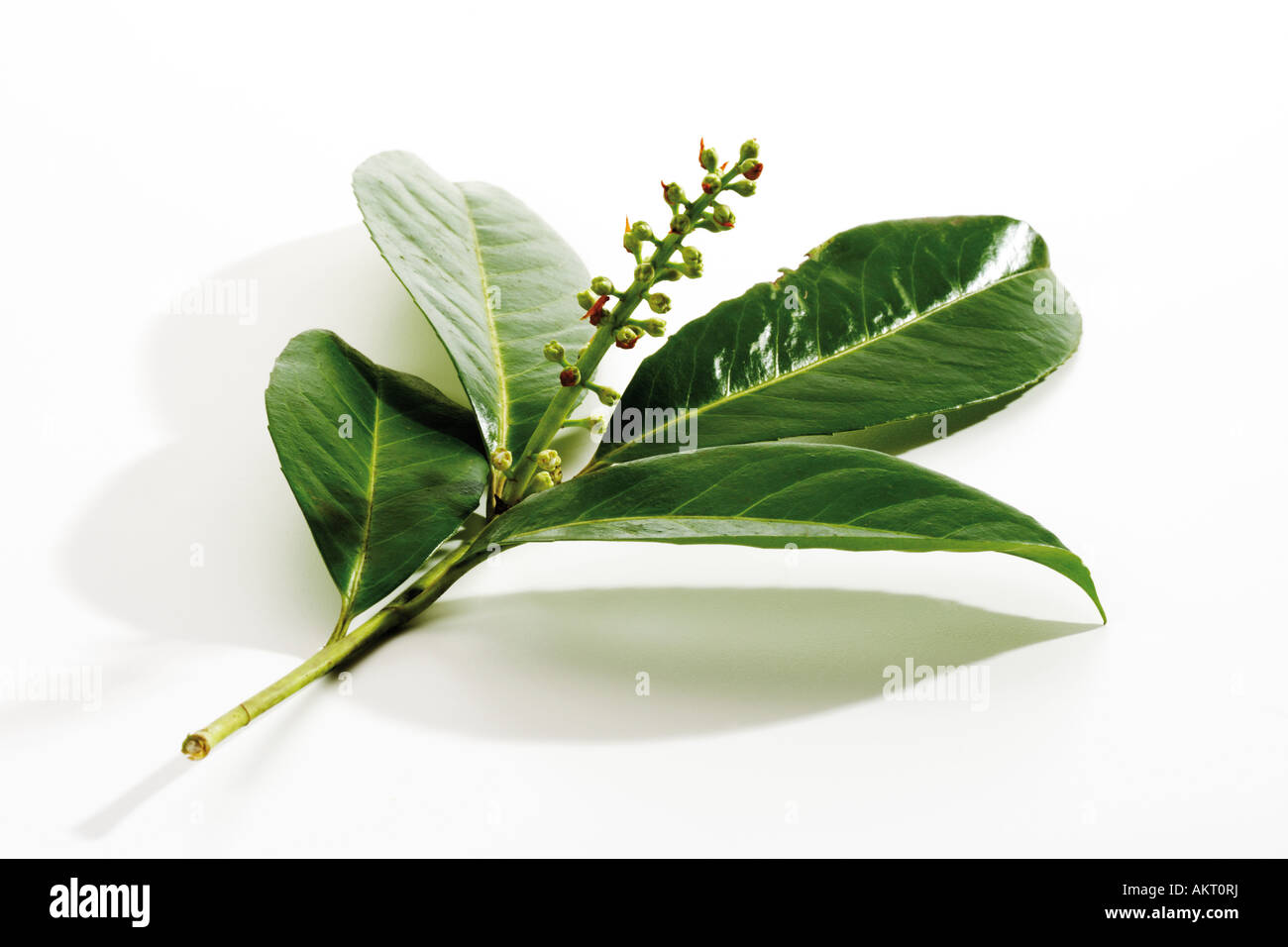 Kirschlorbeer (Prunus Laurocerasus), Nahaufnahme Stockfotografie - Alamy