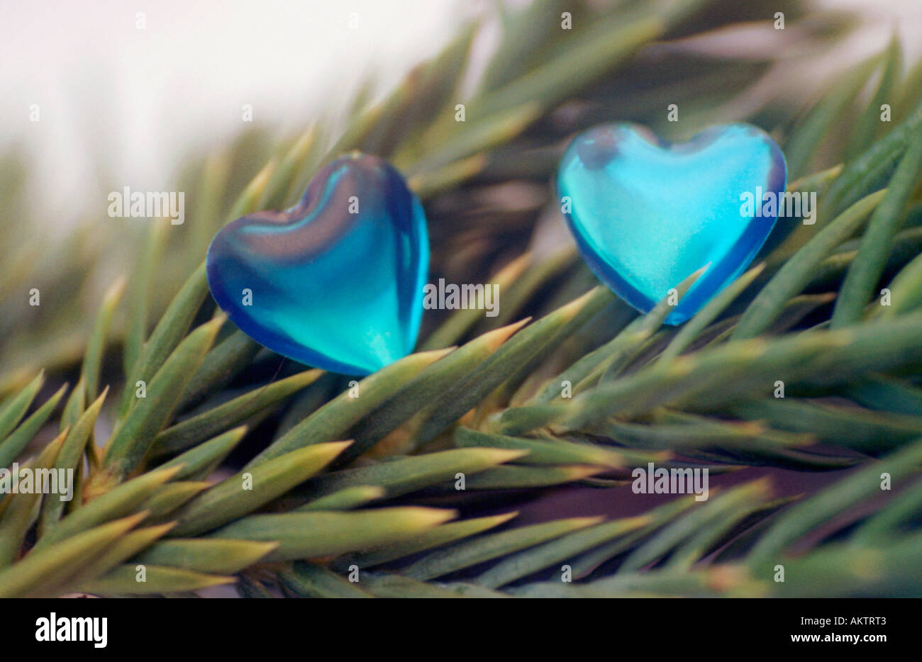 Zwei herzen als eins -Fotos und -Bildmaterial in hoher Auflösung – Alamy