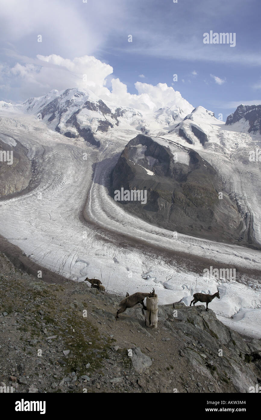 Gorner gletscher -Fotos und -Bildmaterial in hoher Auflösung – Alamy