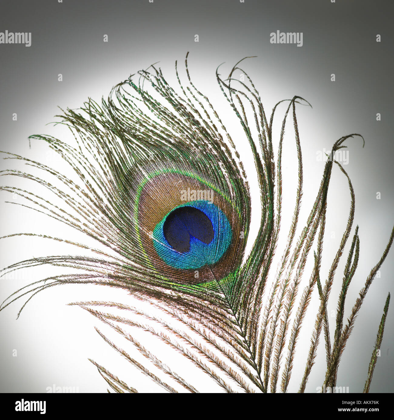 Die pfauenfeder -Fotos und -Bildmaterial in hoher Auflösung – Alamy