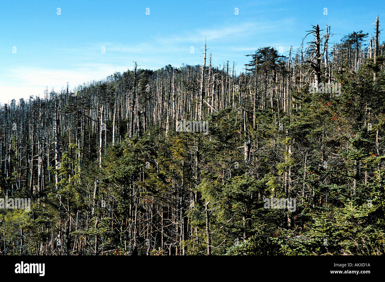 Acid rain forest -Fotos und -Bildmaterial in hoher Auflösung – Alamy