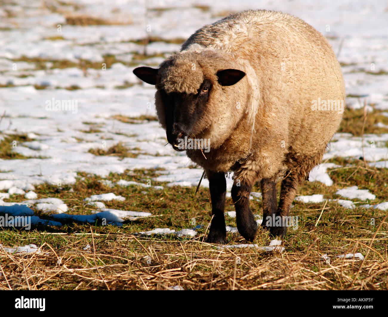 Deutsches schwarzkopfiges fleischschaf -Fotos und -Bildmaterial in ...