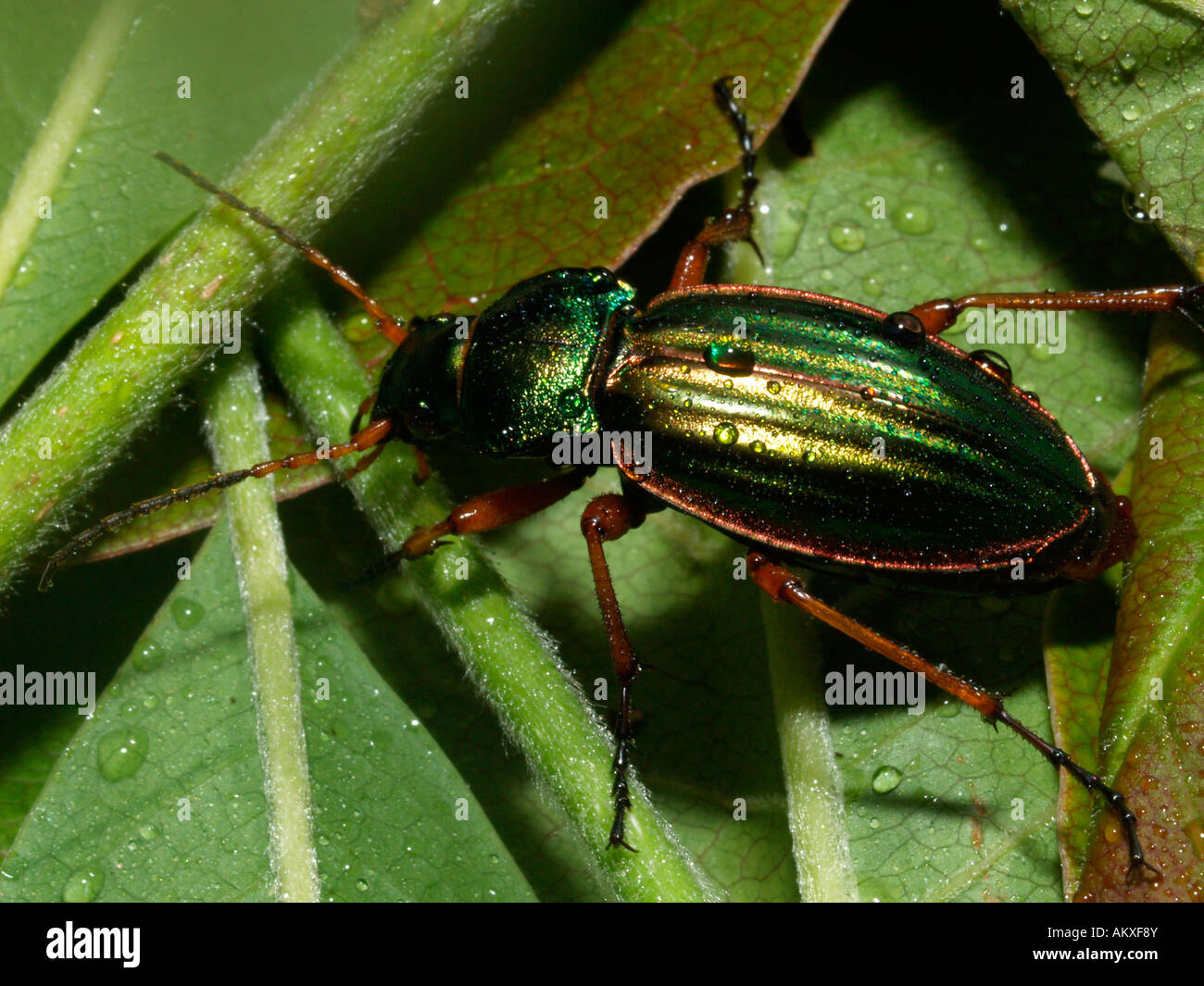 Golden ground beetle -Fotos und -Bildmaterial in hoher Auflösung – Alamy