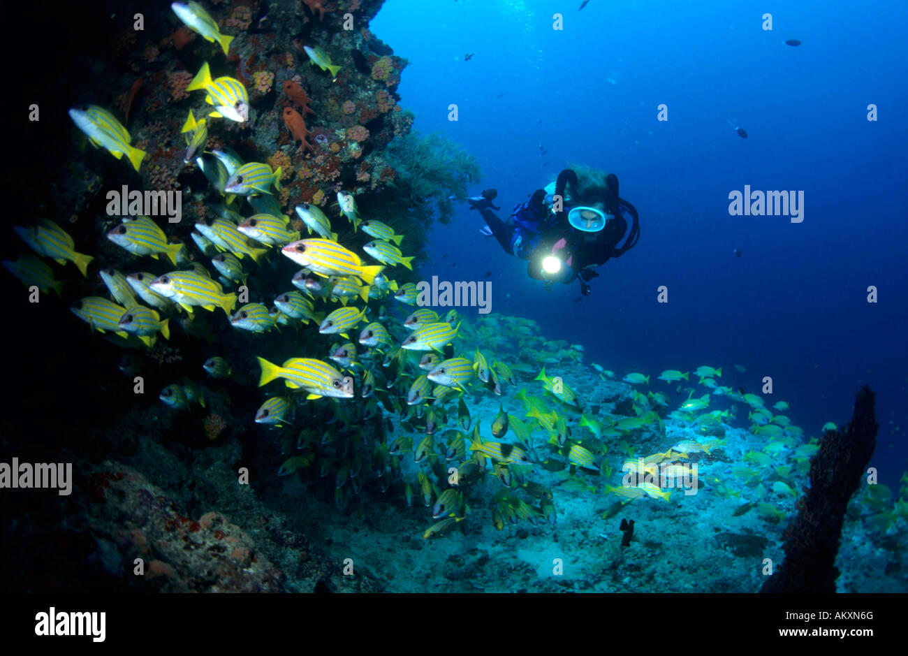 Rebreather technischer taucher -Fotos und -Bildmaterial in hoher ...