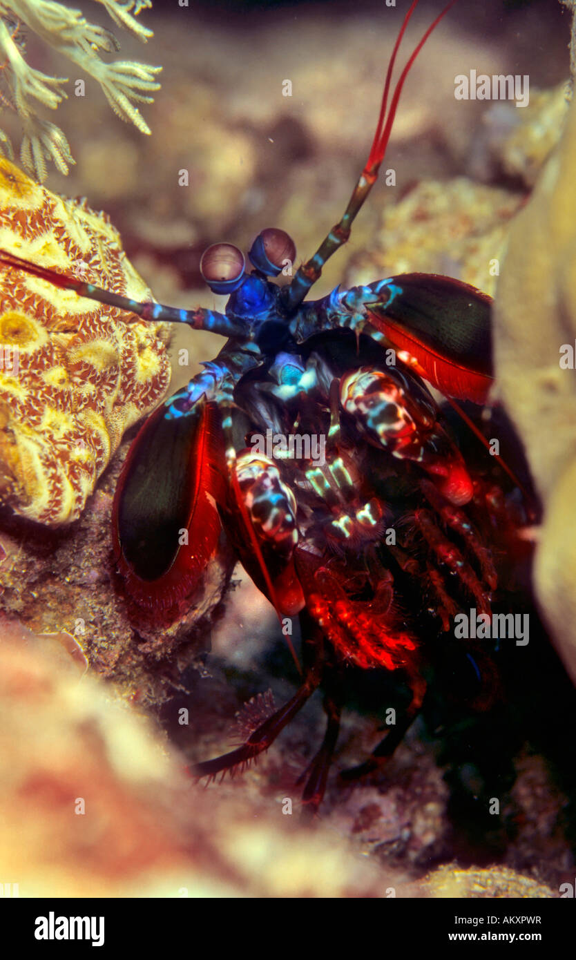Fangschreckenkrebse, Odontodactylus Scyllarus Stockfotografie - Alamy
