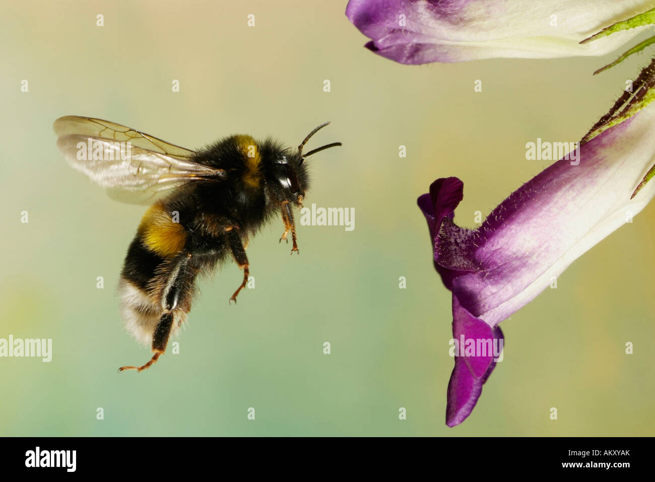 Dunkle erdhummel -Fotos und -Bildmaterial in hoher Auflösung – Alamy