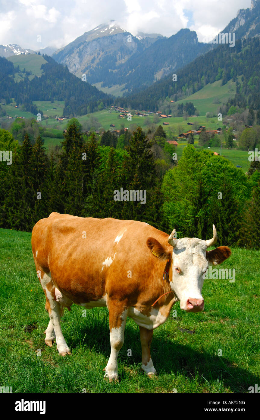 Simmental Kühe Stockfotos & Simmental Kühe Bilder - Alamy