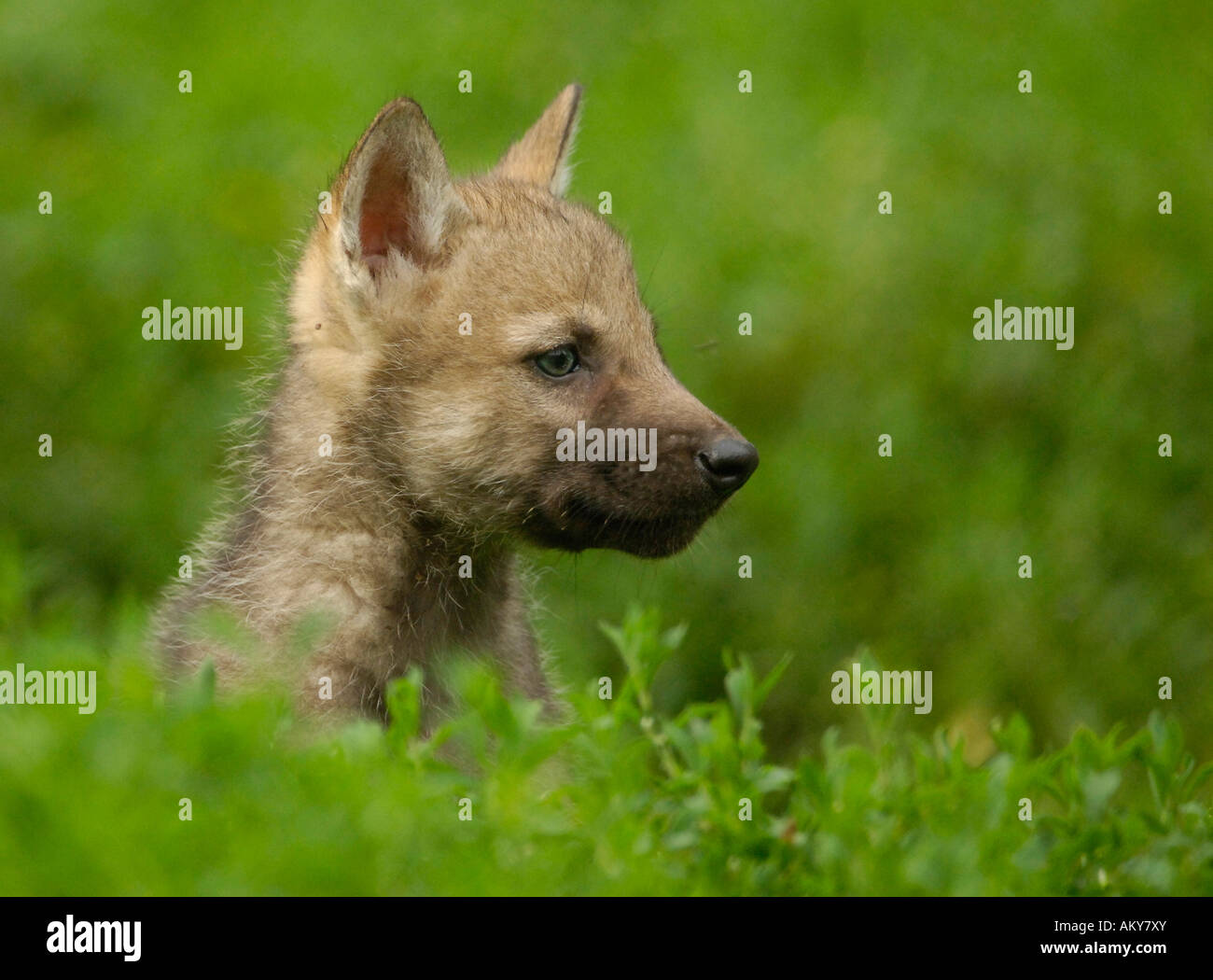 Wolf mit jungen tieren -Fotos und -Bildmaterial in hoher Auflösung – Alamy