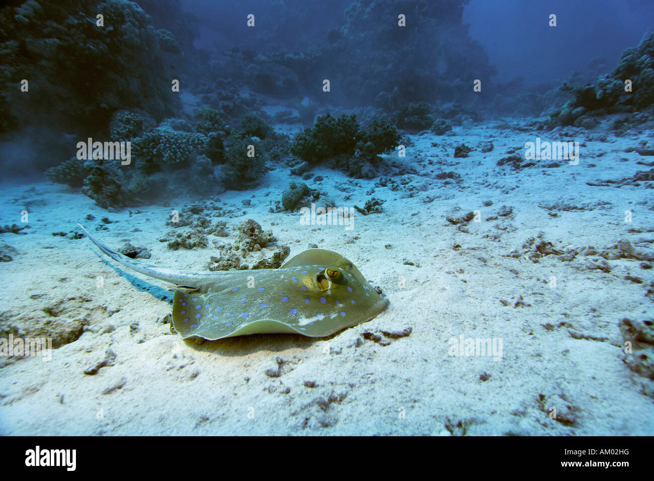 Blaupunkt stechrochen -Fotos und -Bildmaterial in hoher Auflösung – Alamy