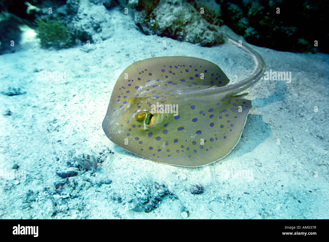 Blaupunkt stechrochen -Fotos und -Bildmaterial in hoher Auflösung – Alamy