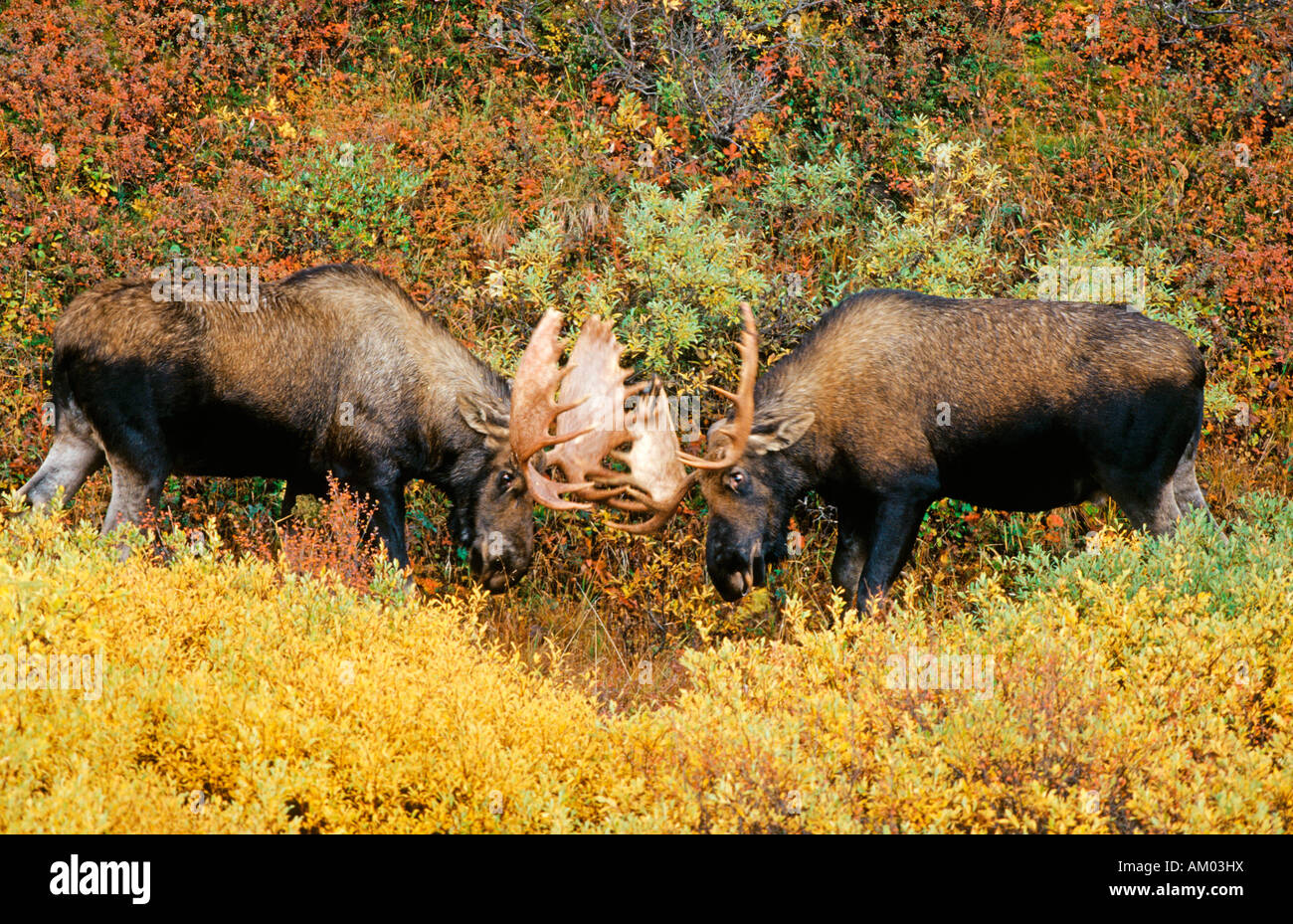 Elche kampf -Fotos und -Bildmaterial in hoher Auflösung – Alamy