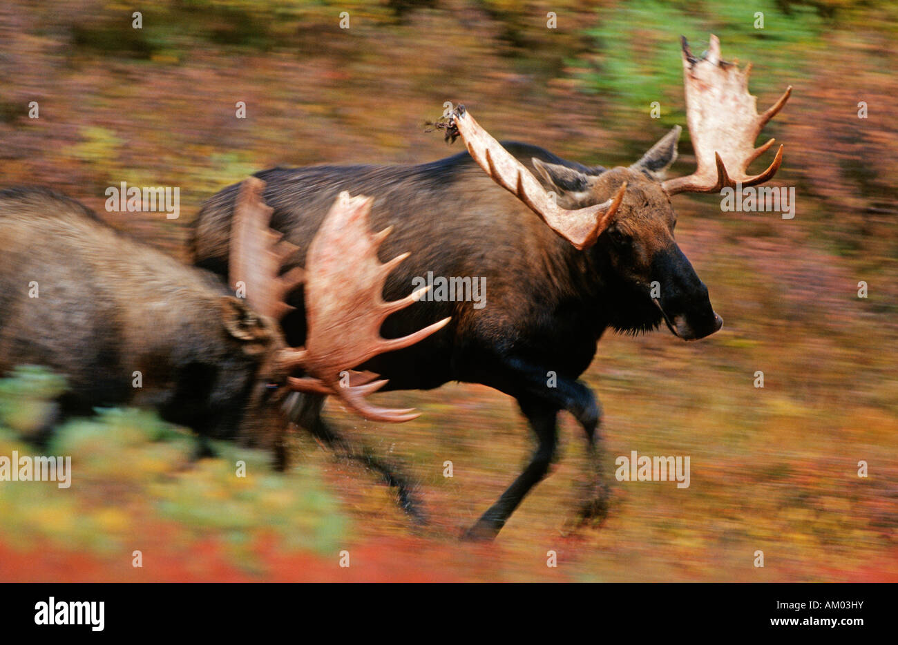 Mooses alces alces -Fotos und -Bildmaterial in hoher Auflösung – Alamy