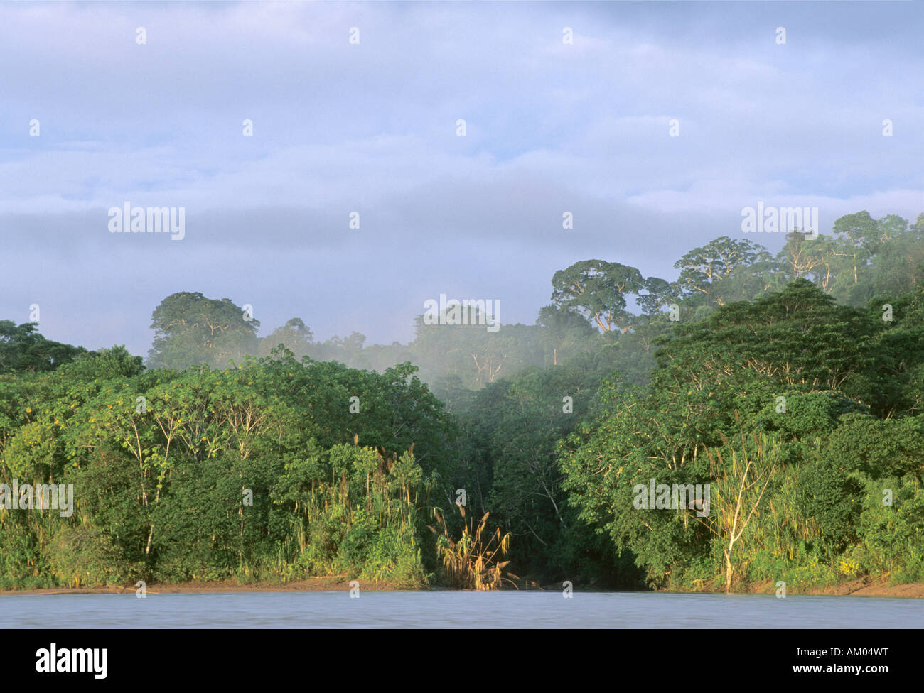 Amazon rainforest -Fotos und -Bildmaterial in hoher Auflösung – Alamy
