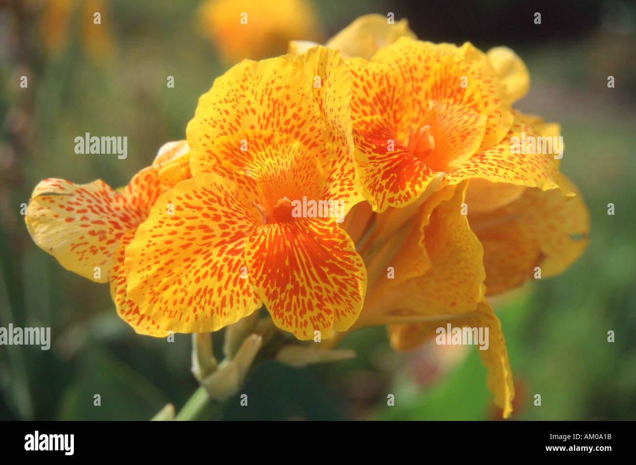Gladiolen pflanzen -Fotos und -Bildmaterial in hoher Auflösung – Alamy