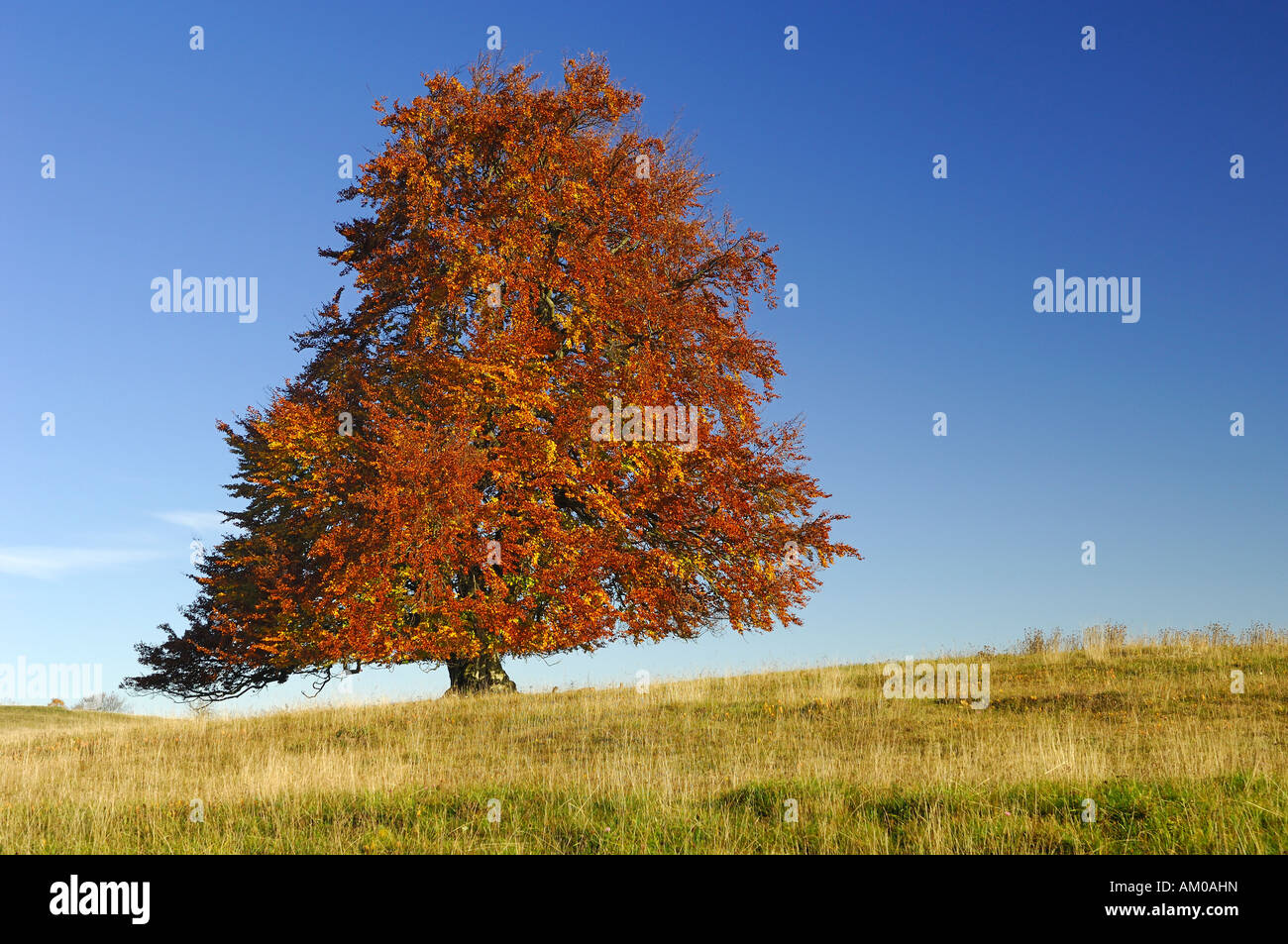Rotbuche blatt herbst -Fotos und -Bildmaterial in hoher Auflösung – Alamy