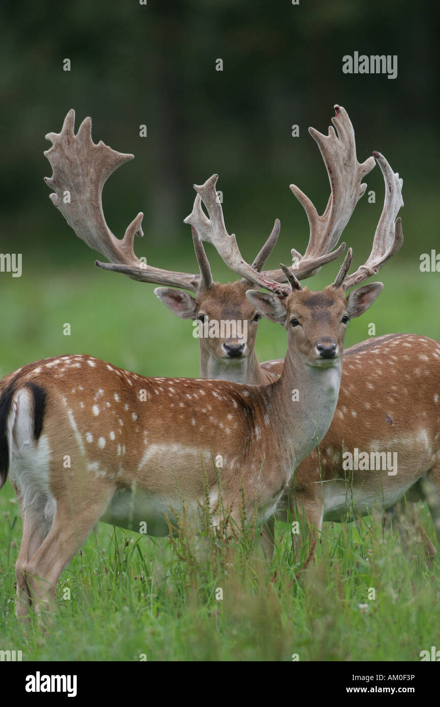 Damhirschgeweih tierfoto -Fotos und -Bildmaterial in hoher Auflösung ...