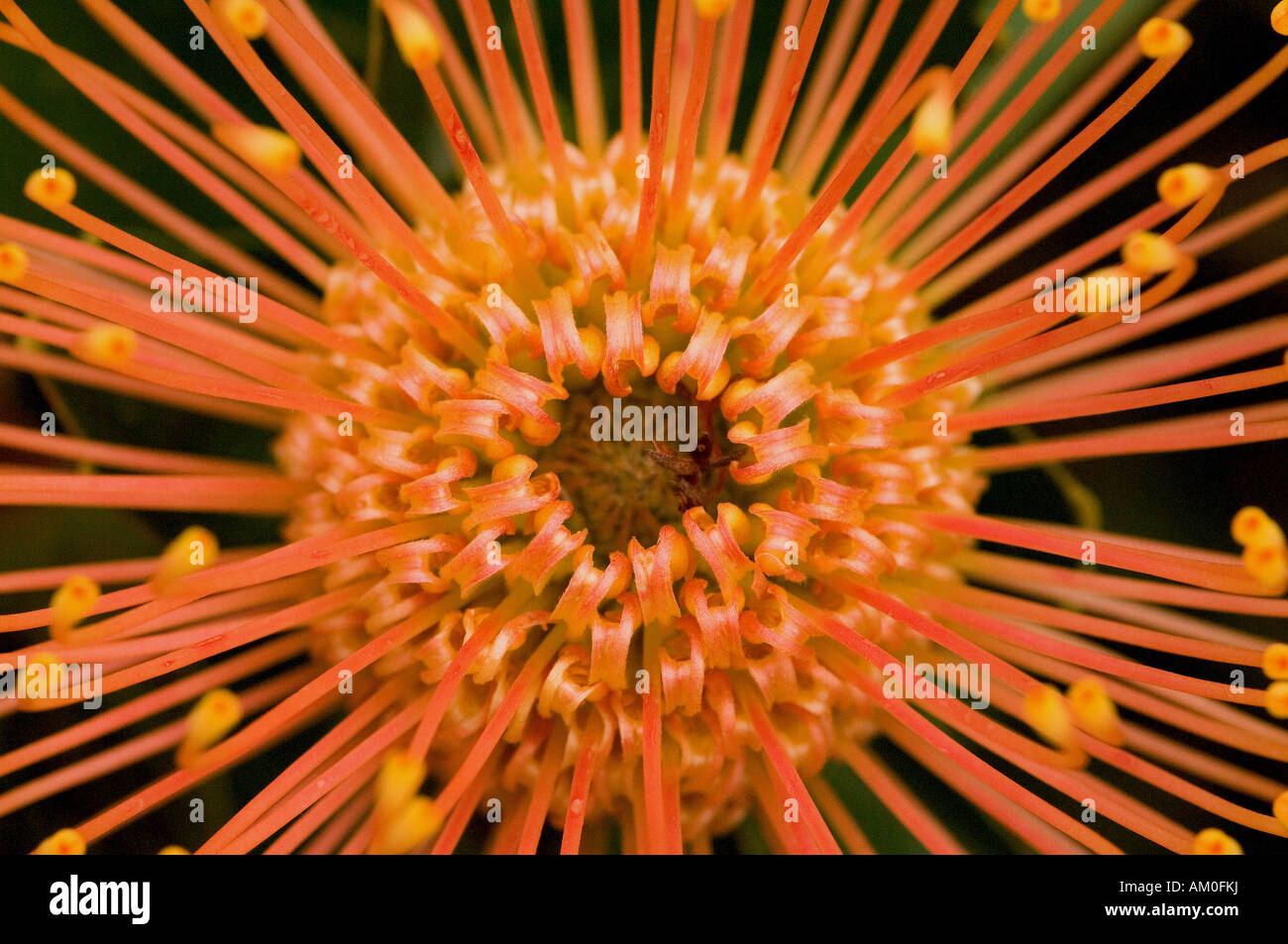 Harold porter national botanischer garten bettys bay -Fotos und ...