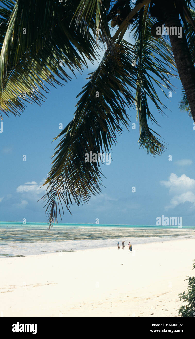 Zanzibar flora y fauna -Fotos und -Bildmaterial in hoher Auflösung – Alamy
