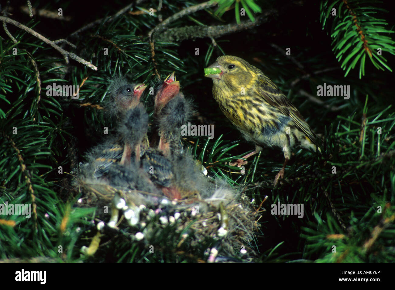 Weiblicher serin -Fotos und -Bildmaterial in hoher Auflösung – Alamy