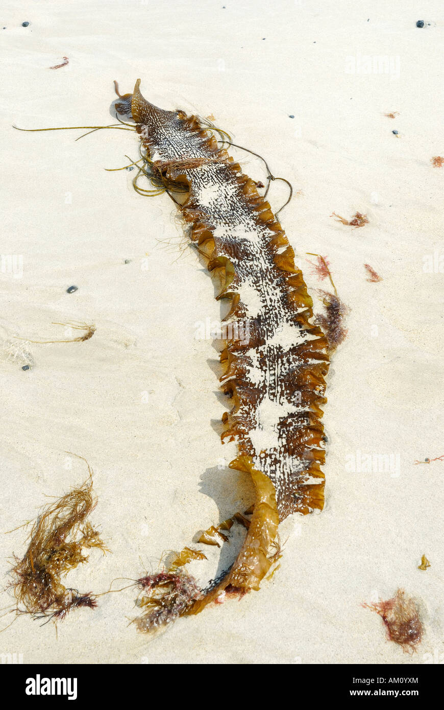 Algen bin strand -Fotos und -Bildmaterial in hoher Auflösung – Alamy