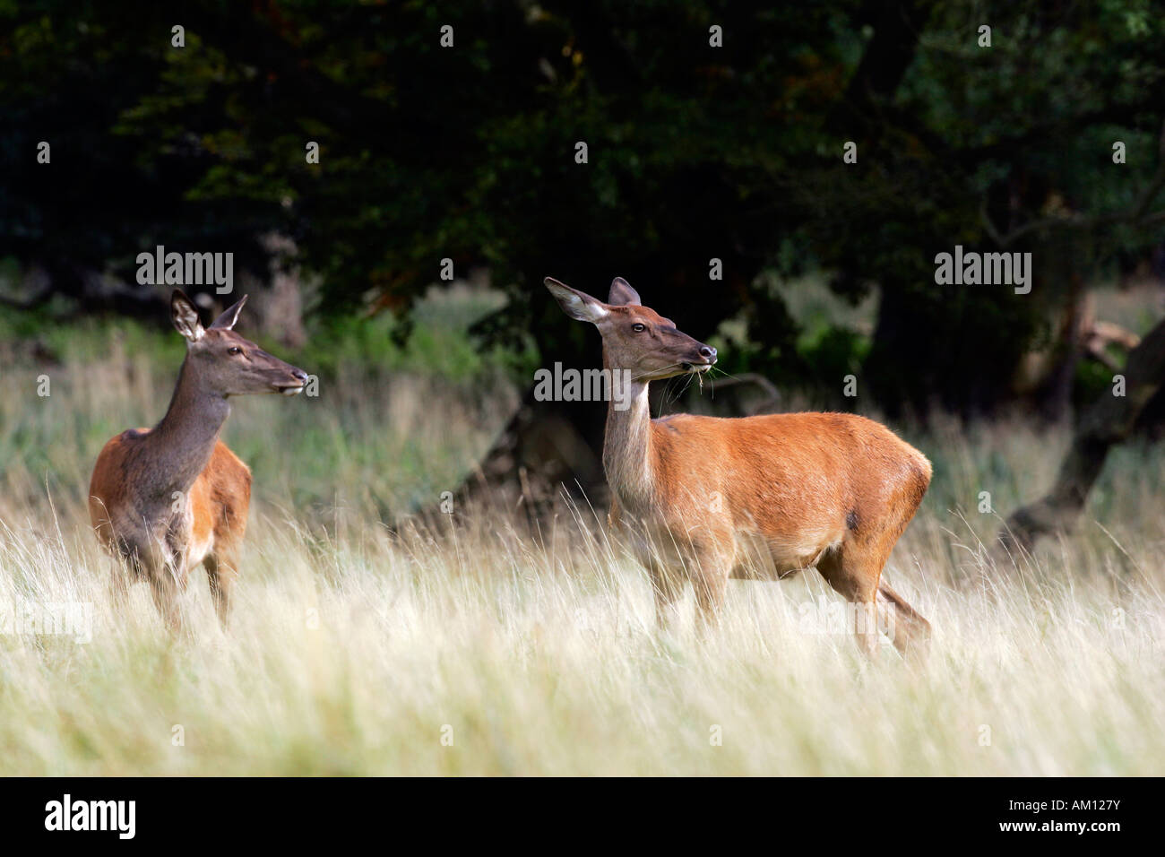 Weibliche rote hirsche -Fotos und -Bildmaterial in hoher Auflösung – Alamy