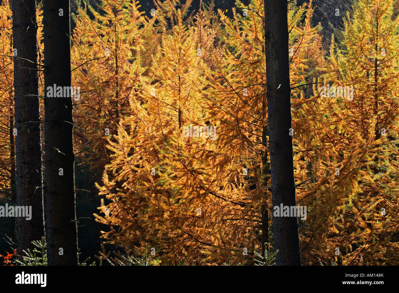 Europaische laerche -Fotos und -Bildmaterial in hoher Auflösung – Alamy