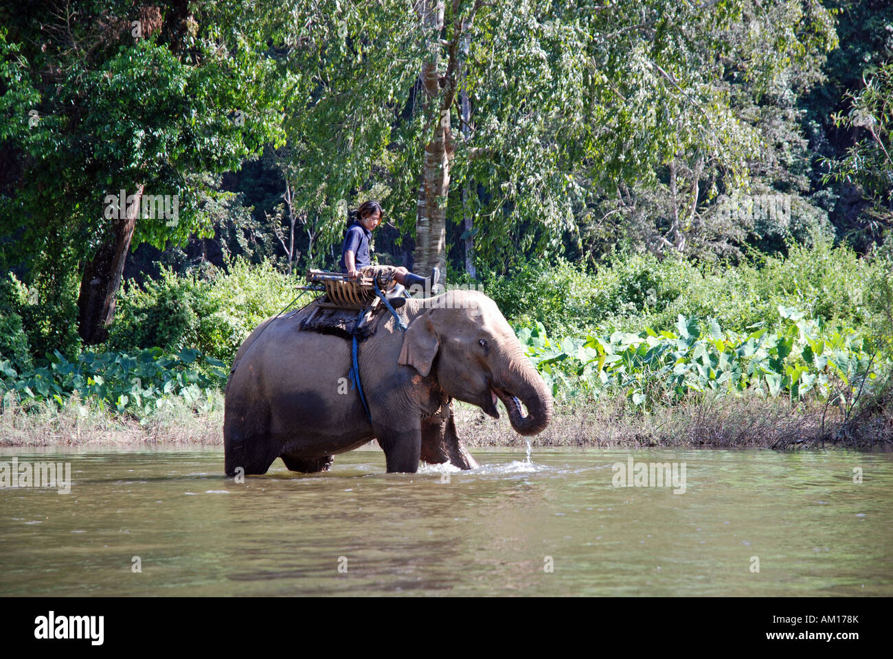 Indischer Elefant, Elephas Maximus Indicus, Elephas Maximus Bengalensis ...