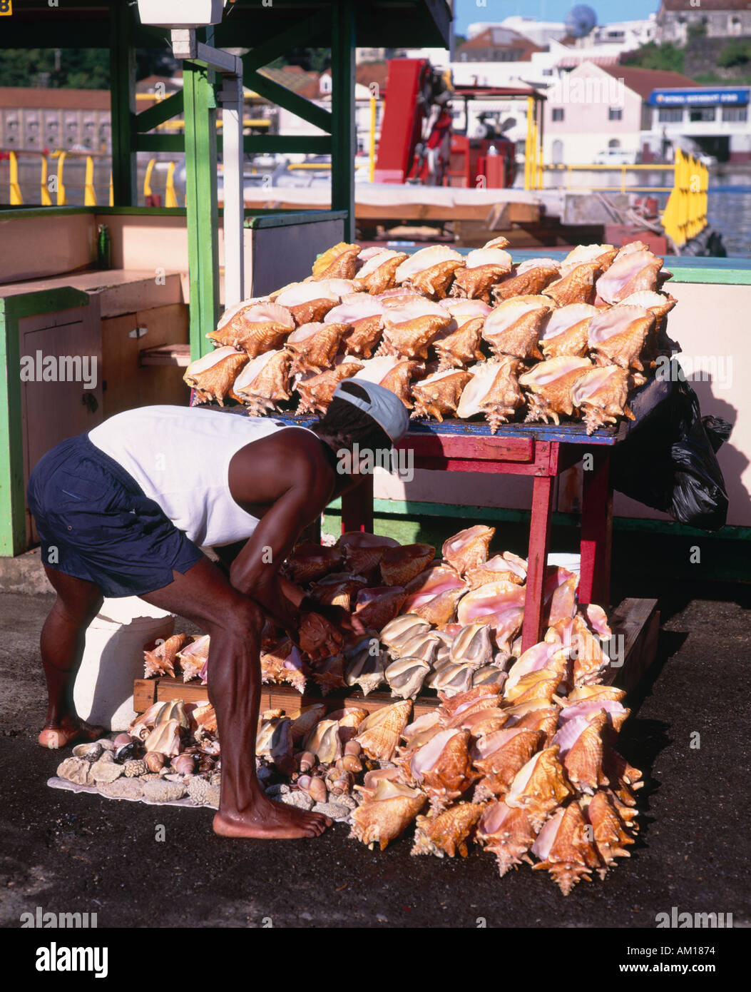 Conch shells st georges grenada -Fotos und -Bildmaterial in hoher ...