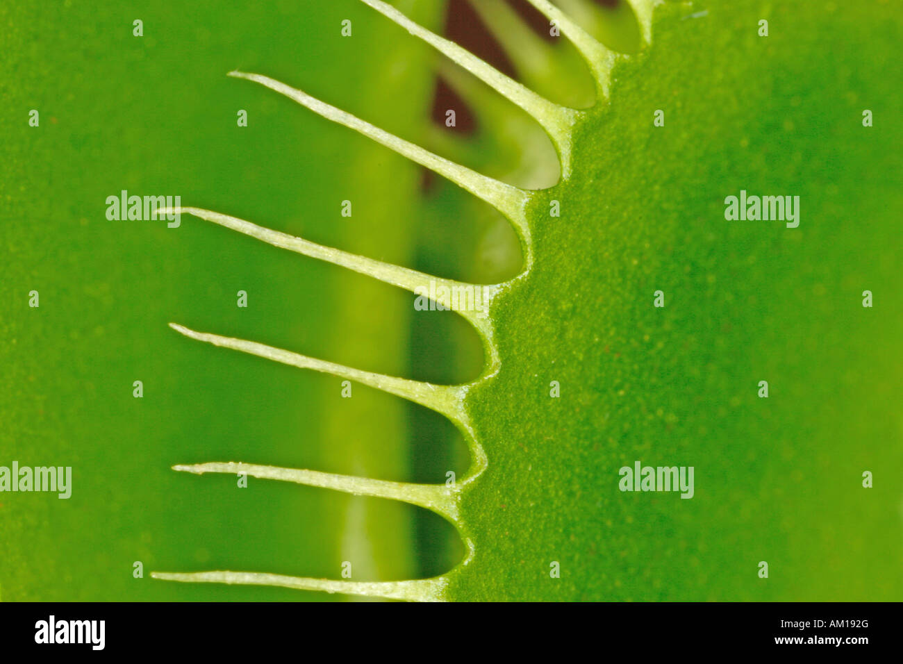 Der dorn -Fotos und -Bildmaterial in hoher Auflösung – Alamy