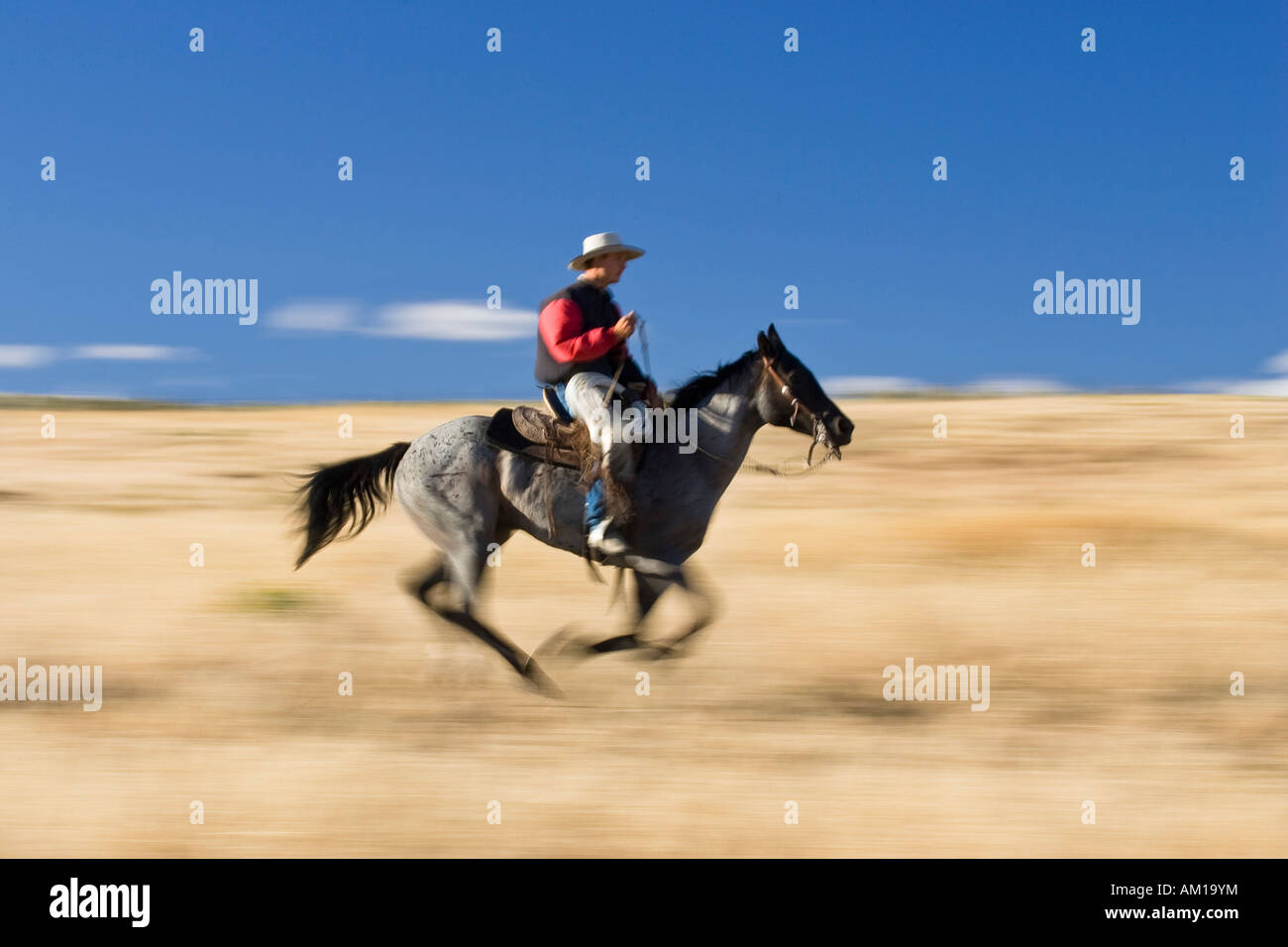 Cowboy galoppierend, Oregon, USA Stockfotografie - Alamy